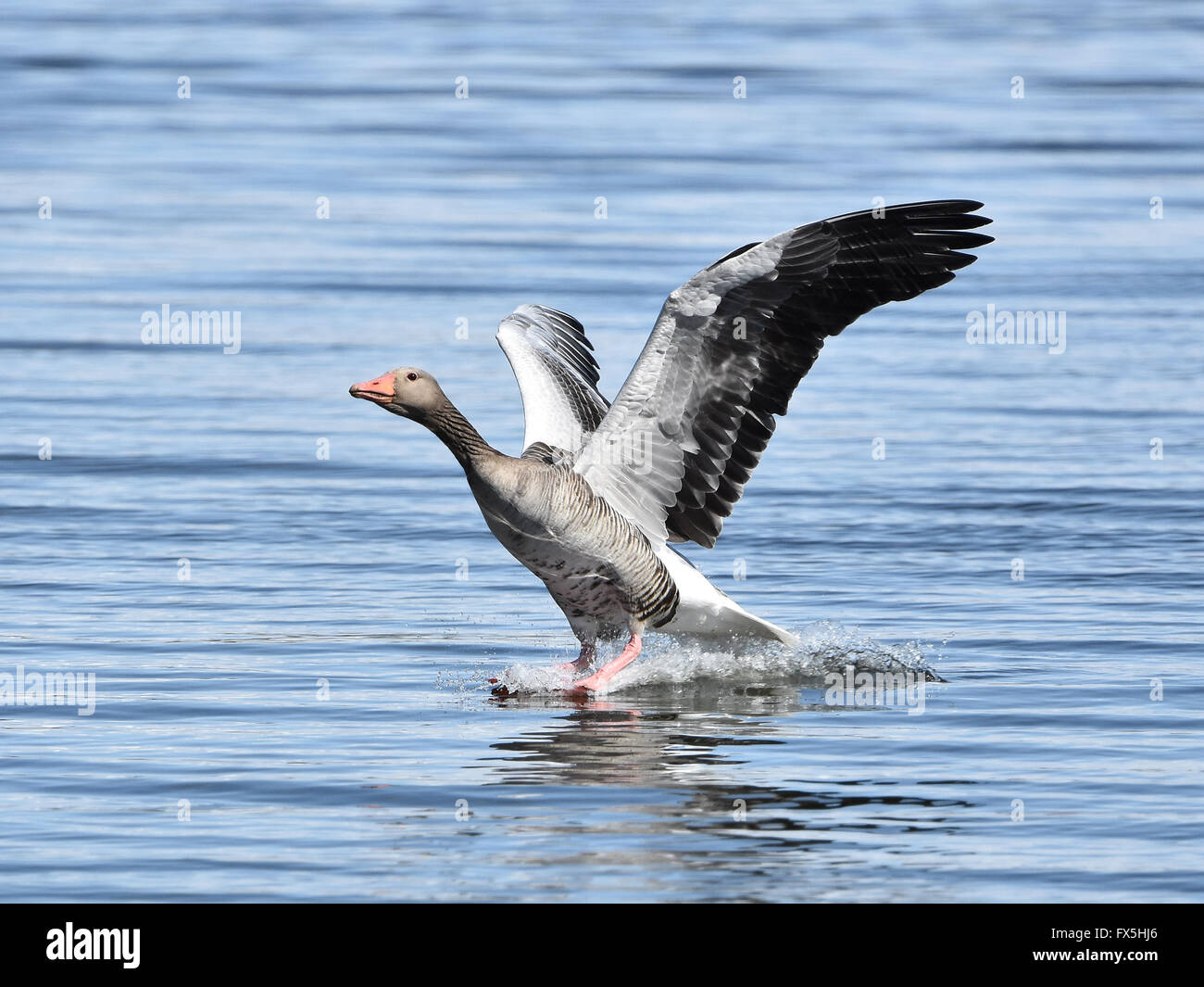 Greylag Goose landing in water in its natural habitat Stock Photo - Alamy