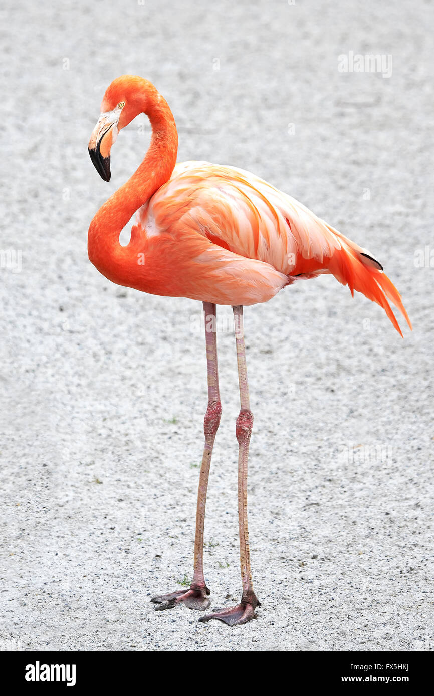 Flamingo Standing
