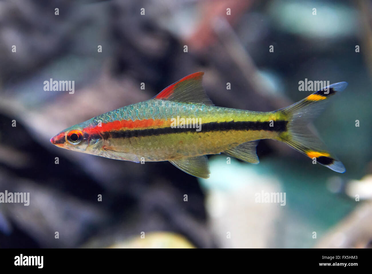 Closeup image of the Denison barb seen from the side Stock Photo - Alamy