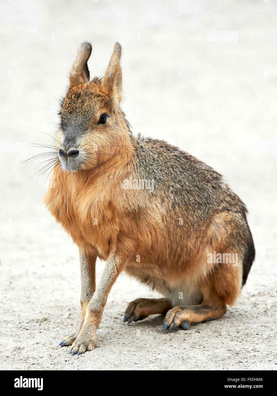 Patagonian mara habitat hi-res stock photography and images - Alamy