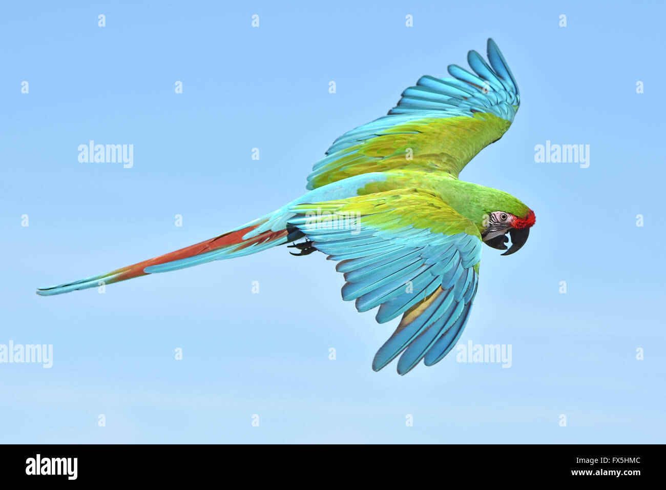 Military Macaw in flight with blue skies in the background Stock Photo ...