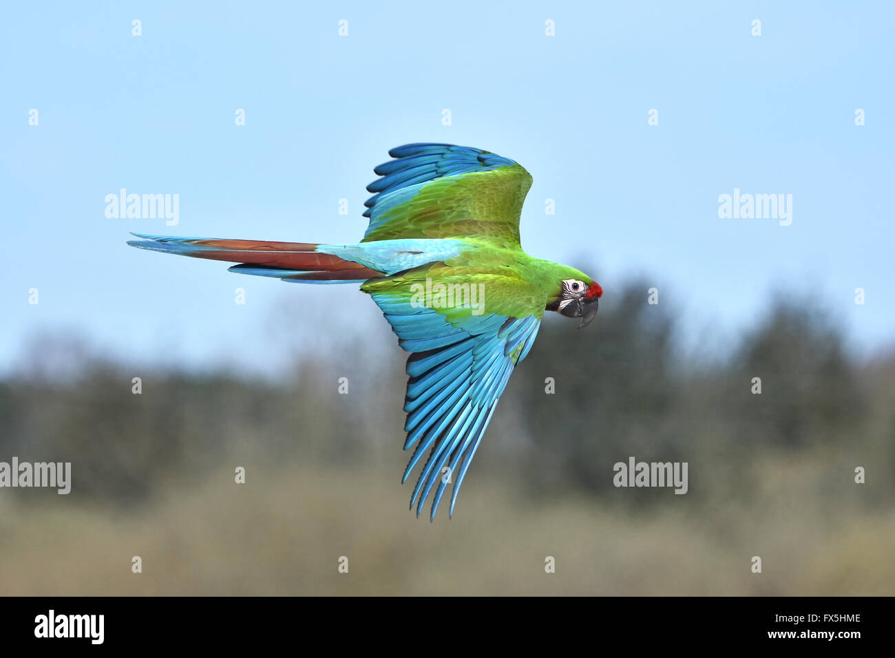 Military Macaw in flight with blue skies in the background Stock Photo ...