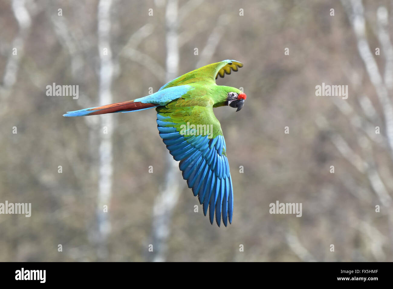 Military Macaw in flight with its habitat in the background Stock Photo ...