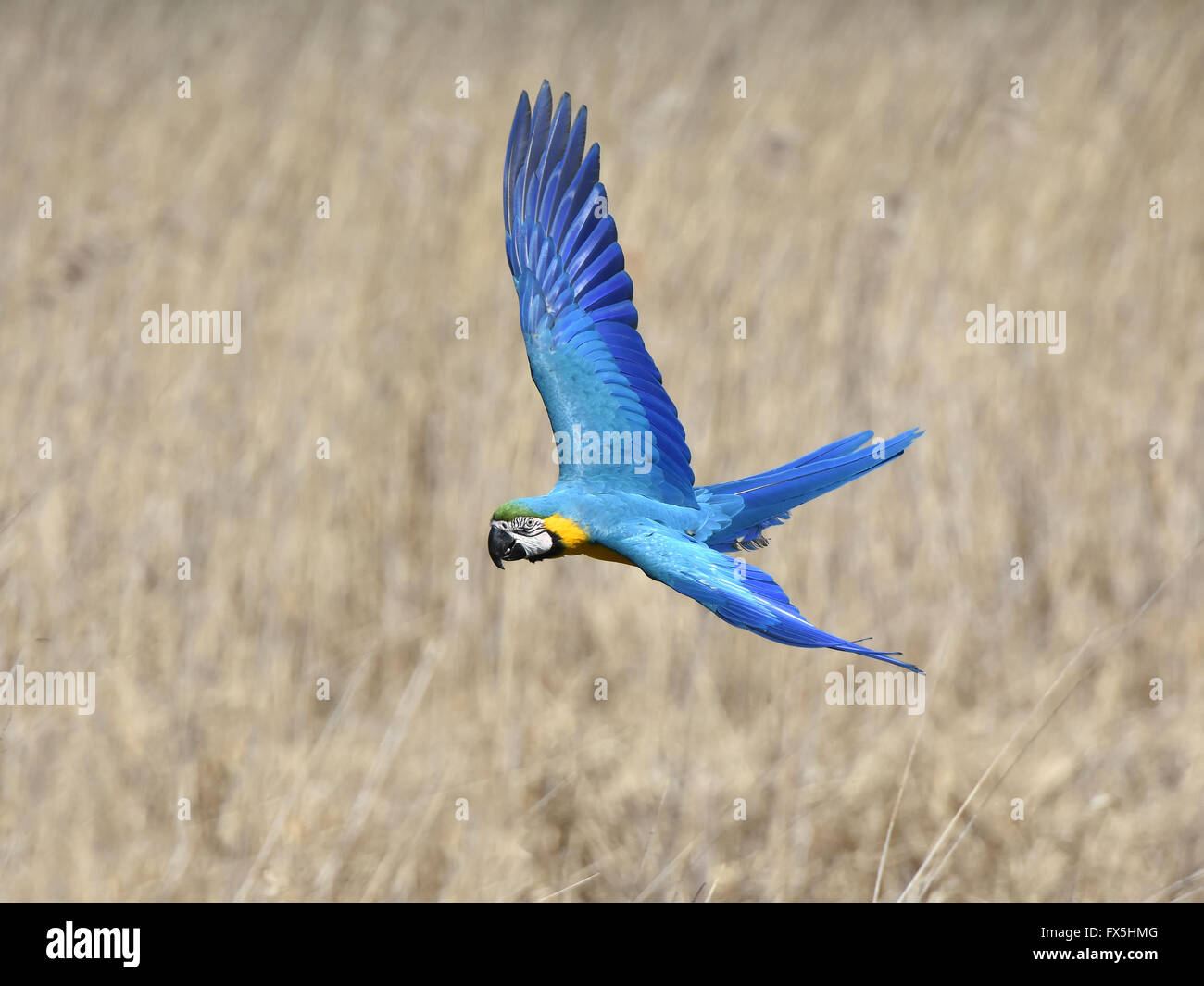 Blue and yellow Macaw in flight over its habitat Stock Photo - Alamy