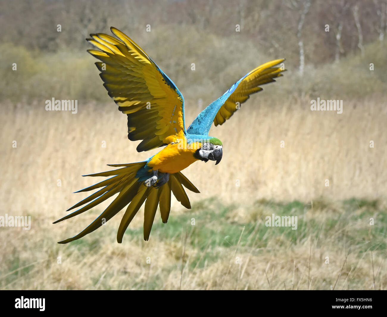 Blue and yellow macaw flying hi-res stock photography and images - Alamy