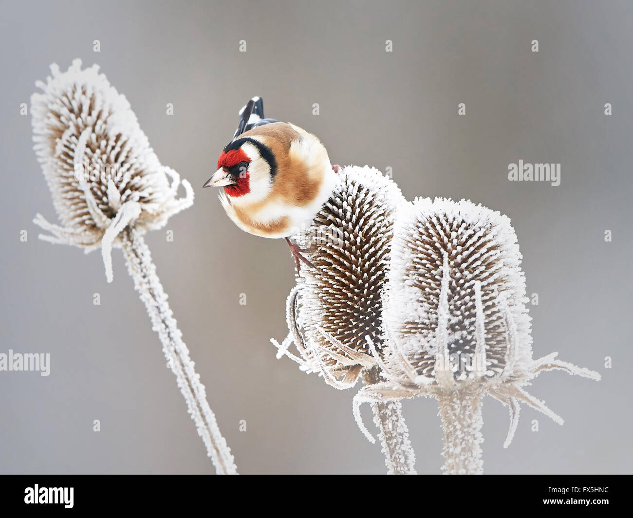 European Goldfinch resting on a wild teasel at winter time Stock Photo ...