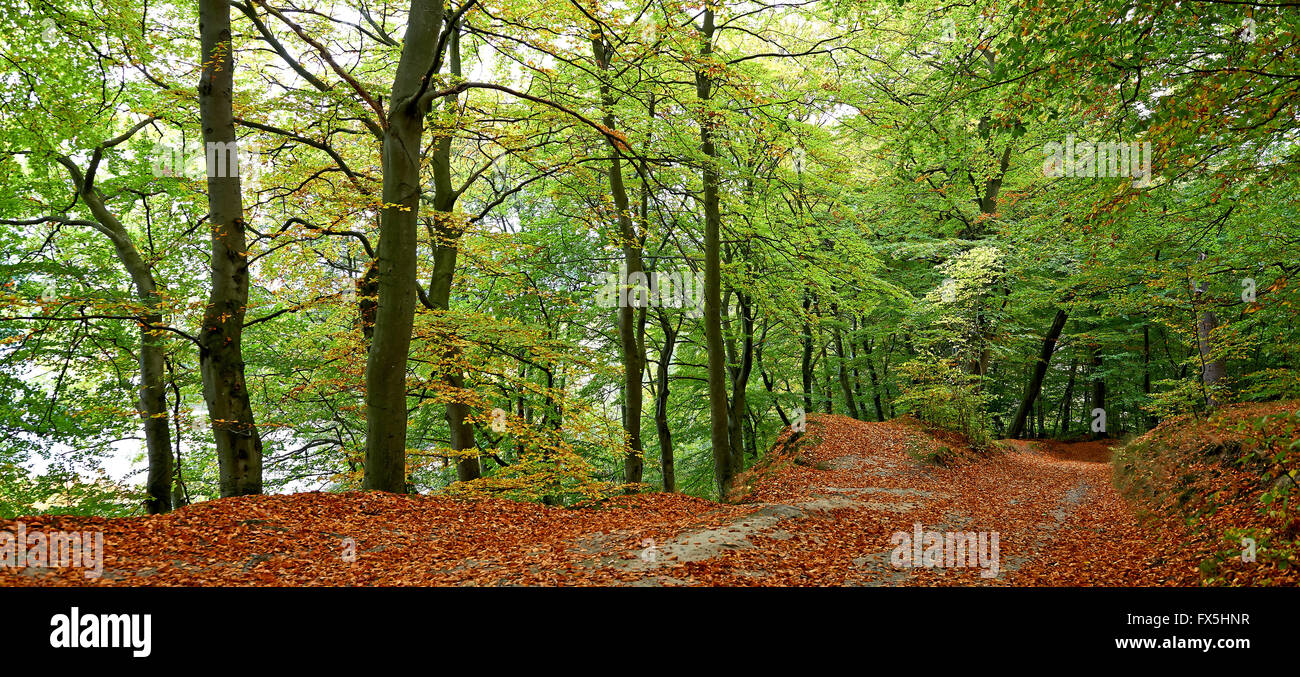 Beautiful forrest autumn landscape Stock Photo - Alamy