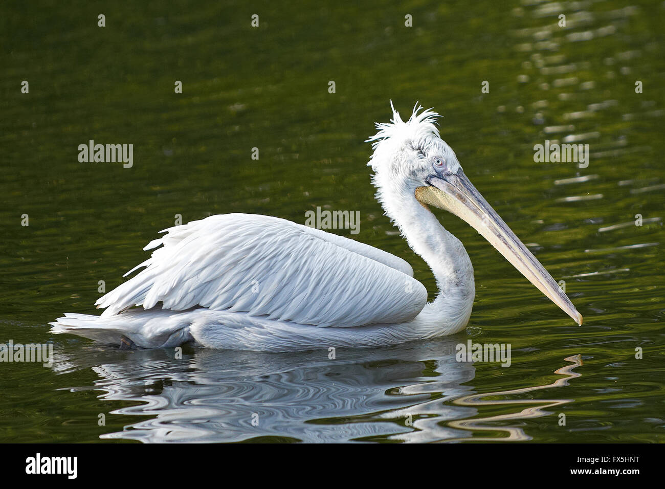 Dalmatian Pelican in its natural habitat Stock Photo - Alamy
