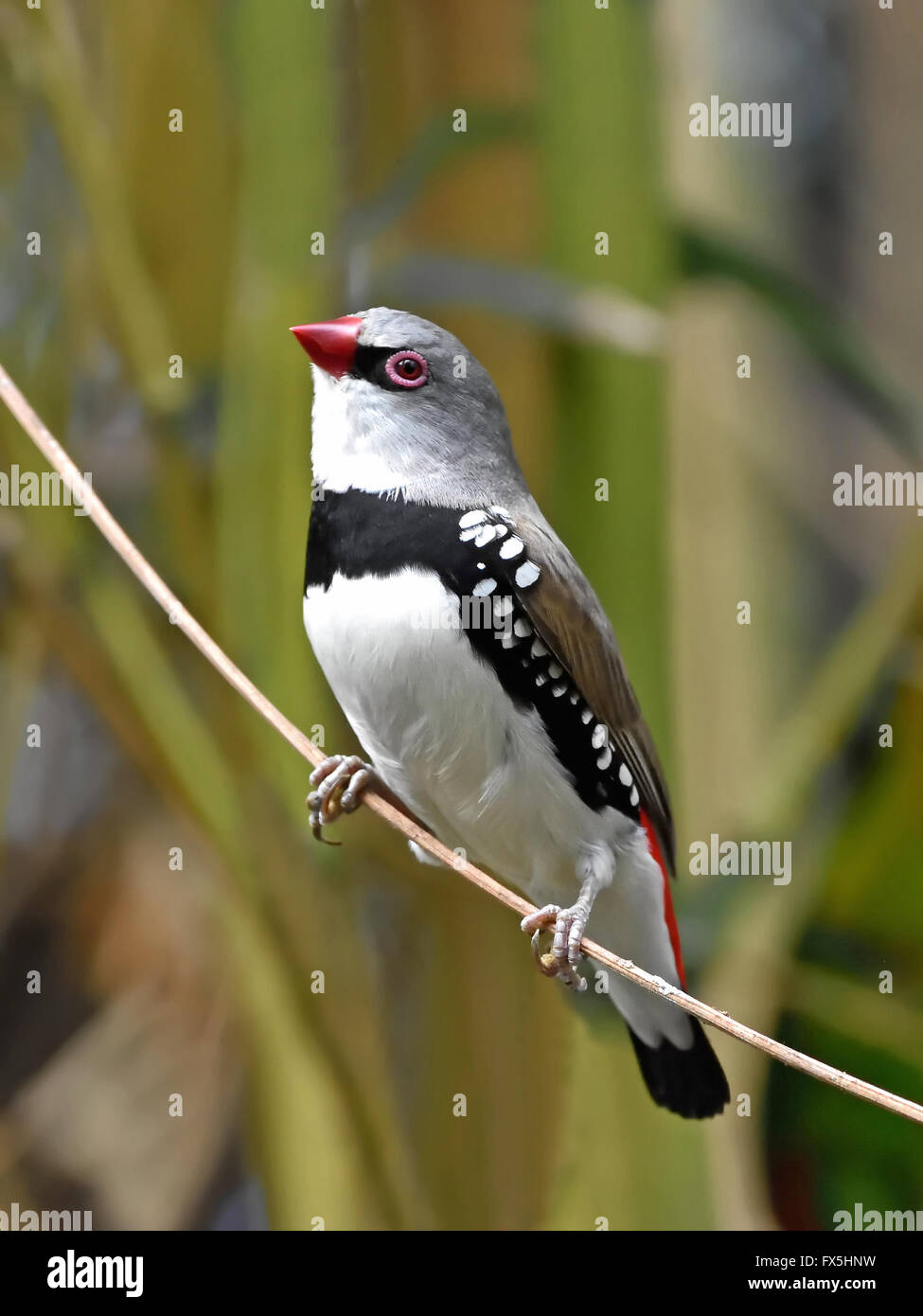 Diamond firetail hi-res stock photography and images - Alamy