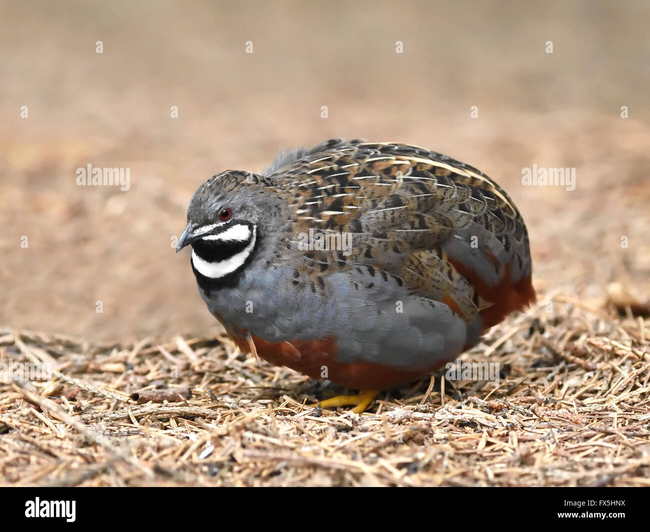 King quail resting on the ground in its habitat Stock Photo - Alamy