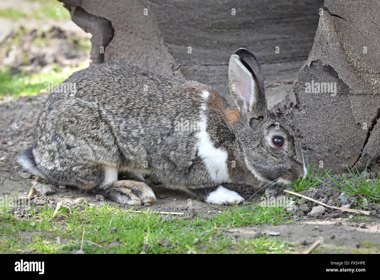 Rabbit tree trunk hi-res stock photography and images - Alamy