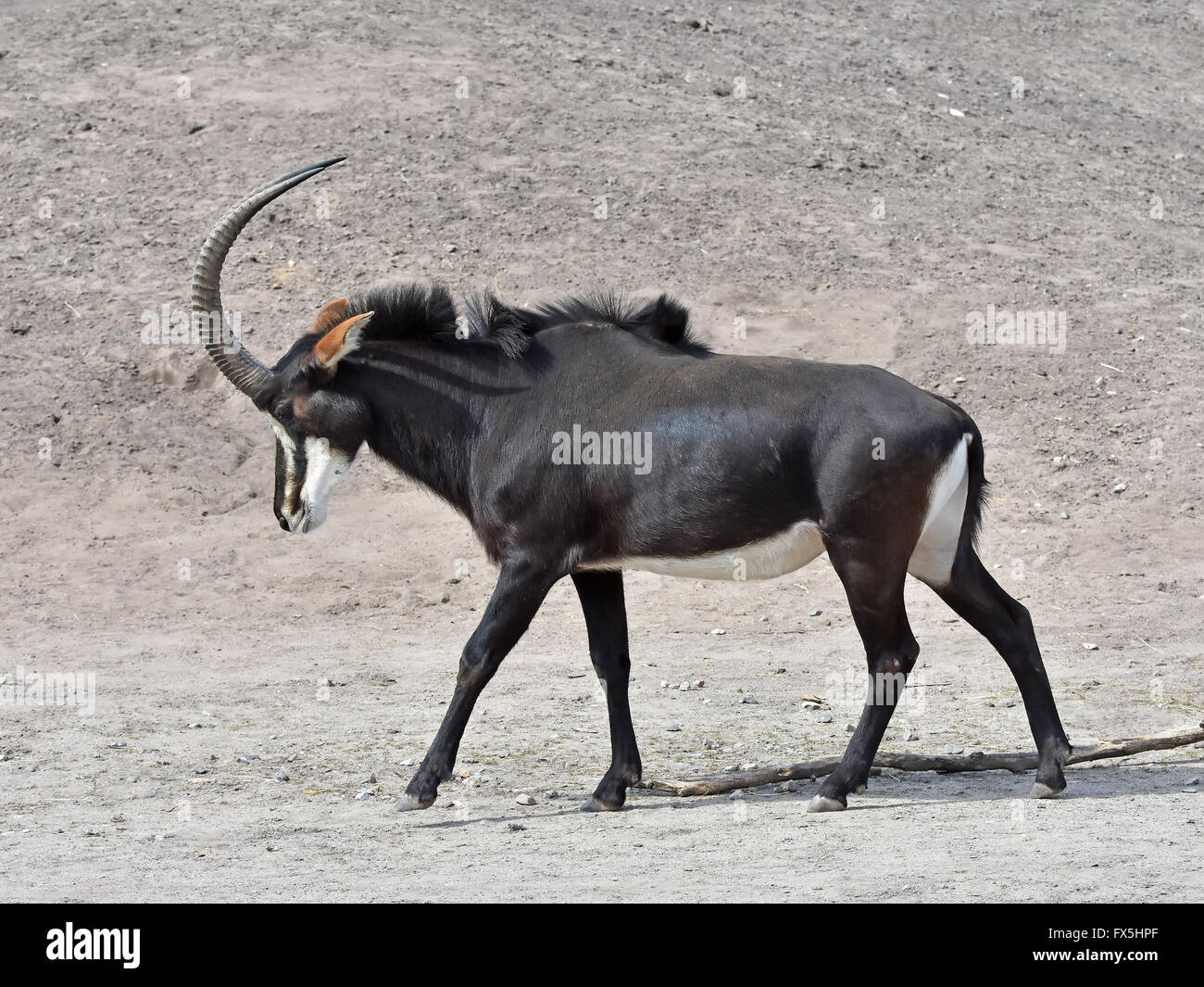 Sable Antelope walking in the sun in its habitat Stock Photo - Alamy