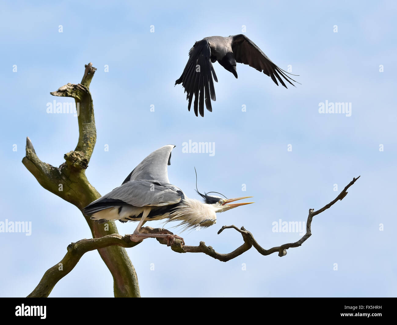 Hooded Crow attacking a Grey Heron in a tree with blue skies in the ...