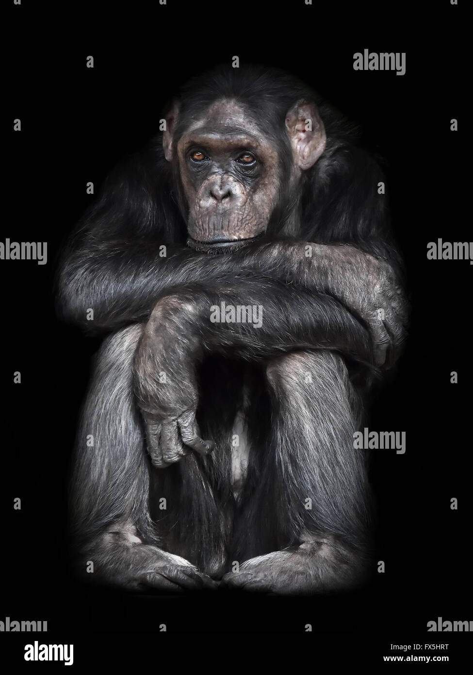 Chimpanzee Sitting High Resolution Stock Photography and Images - Alamy