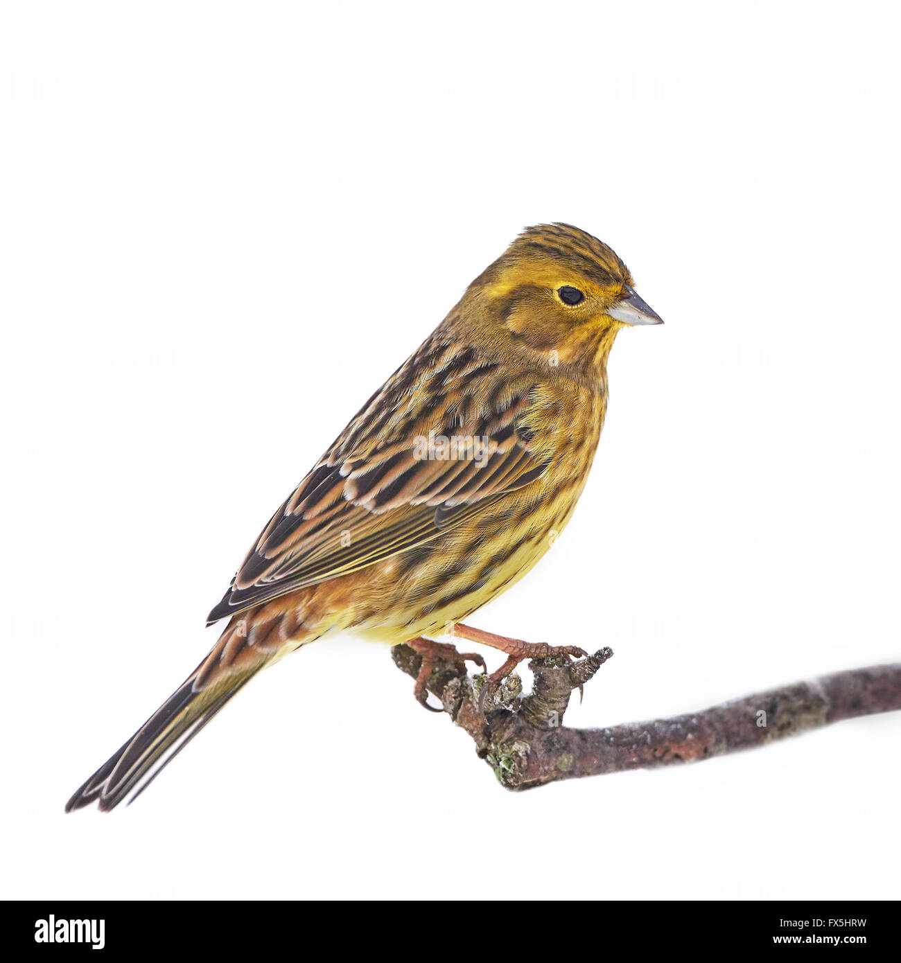 Yellowhammer resting on a branch isolated on a white background Stock ...