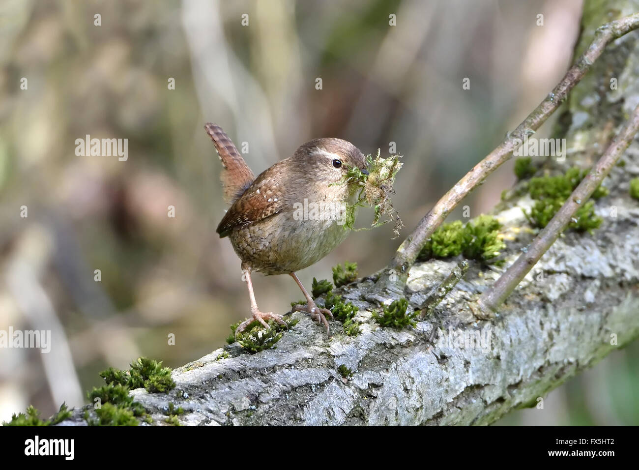 Eurasian Wren with nesting material in its beak Stock Photo - Alamy