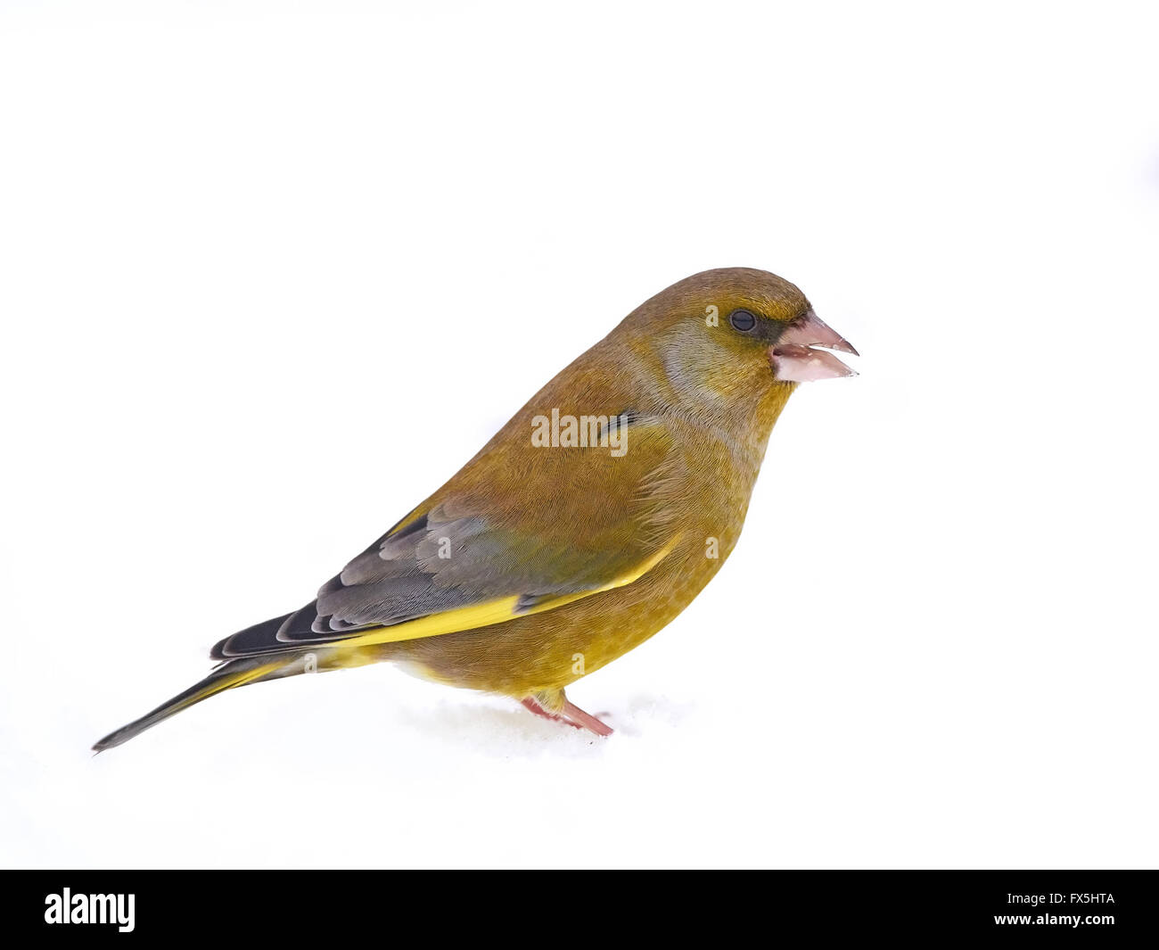 Greenfinch fauna hi-res stock photography and images - Alamy