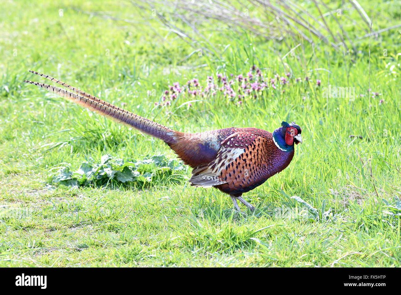 Common Pheasant looking for food in its habitat Stock Photo - Alamy