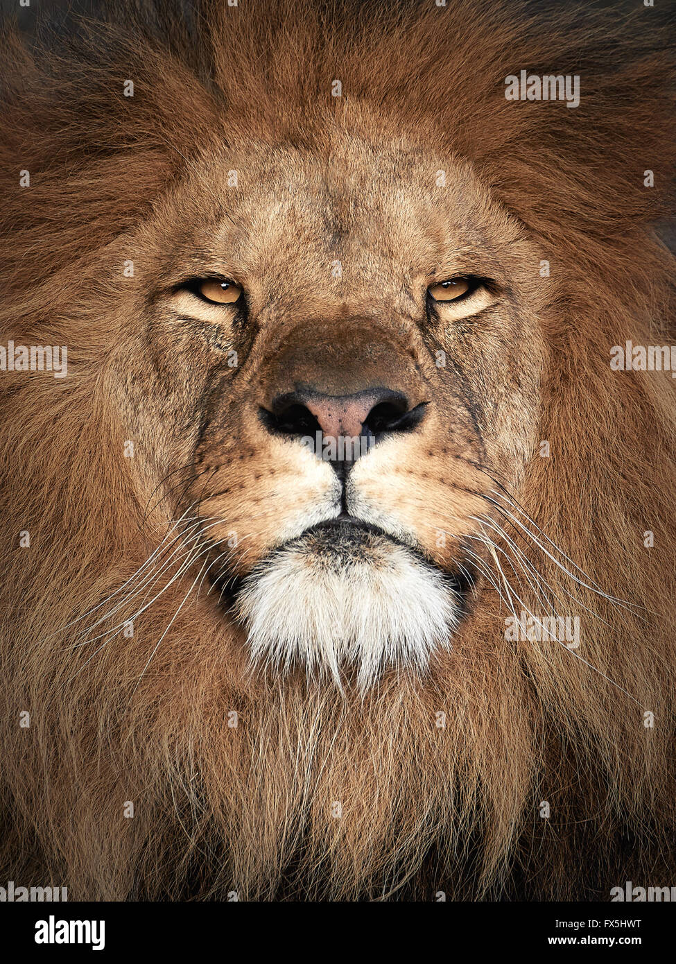 Closeup portrait of a beautiful male Lion Stock Photo - Alamy