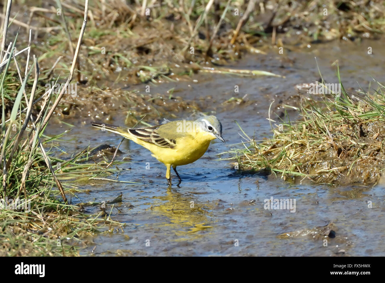 Western Yellow Wagtail looking for food in its habitat Stock Photo - Alamy