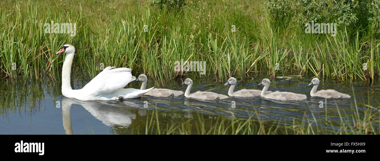 Female mute swan with her swanlings swimming behind her Stock Photo - Alamy