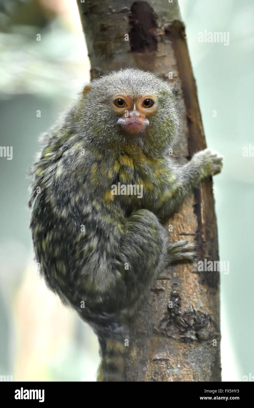 Pygmy marmoset resting in a tree in its habitat Stock Photo - Alamy