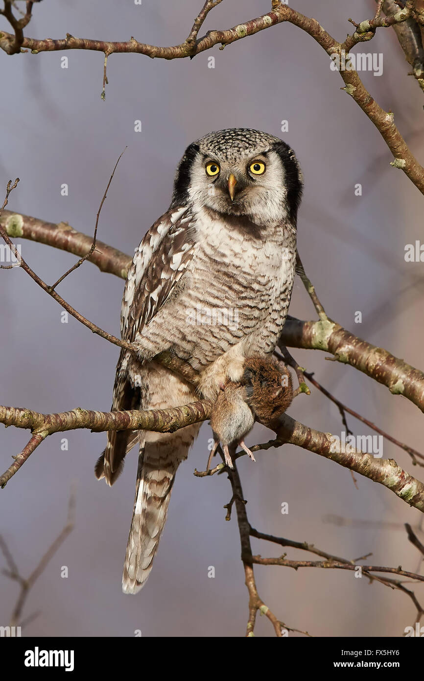 Northern Hawk Owl in a tree with a mouse in his claws Stock Photo - Alamy