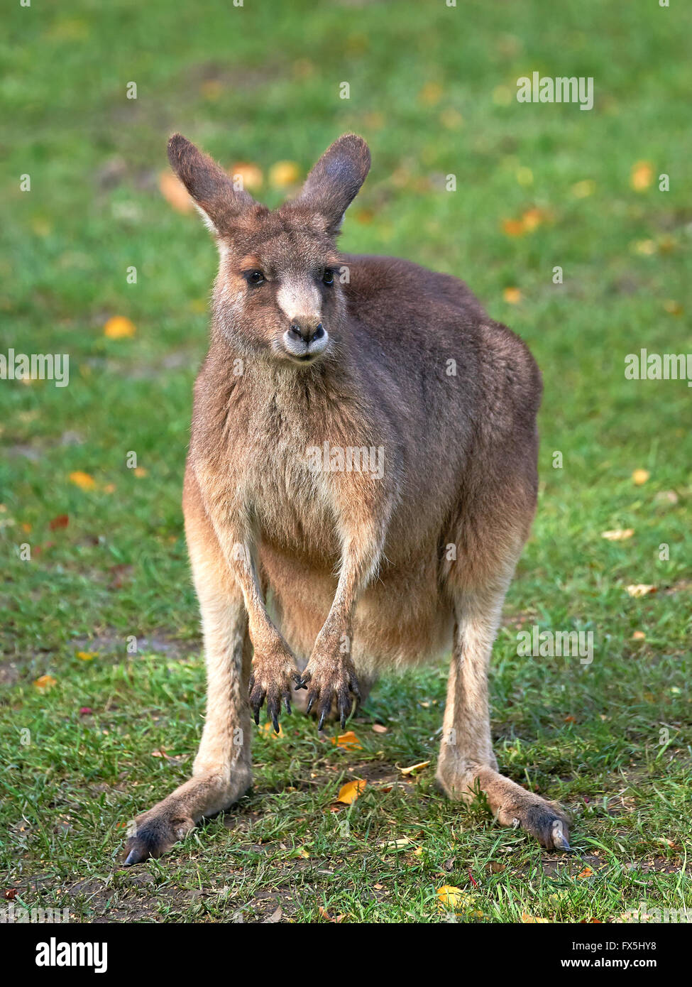 Eastern grey kangaroo seen from the front in its habitat Stock Photo ...