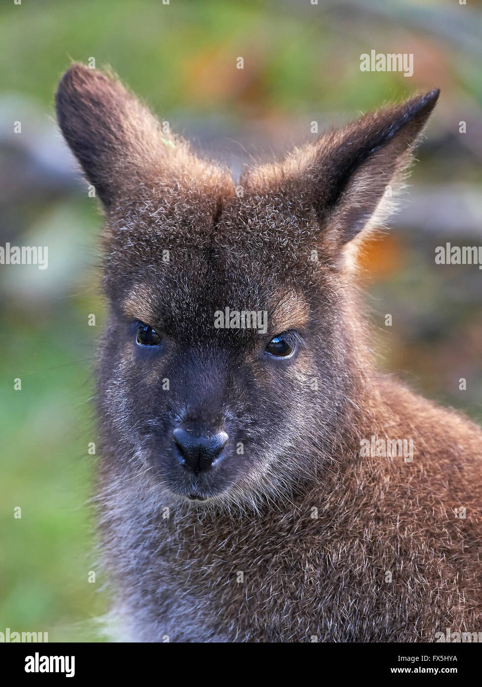 Closeup portrait of a Red-necked Wallaby in its habitat Stock Photo - Alamy