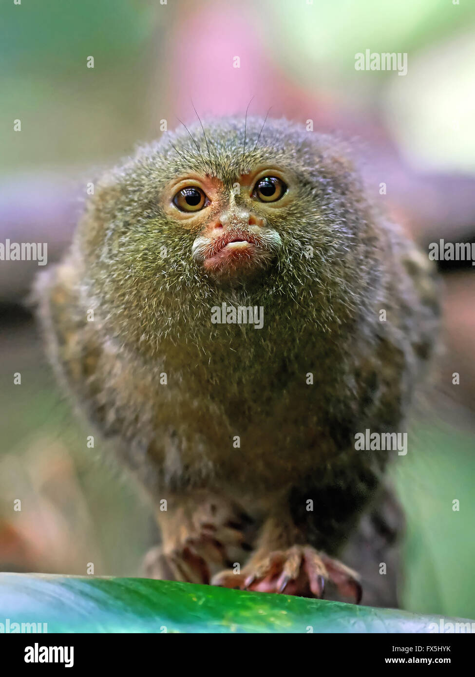 Closeup portrait of a Pygmy marmoset seen from the front Stock Photo ...