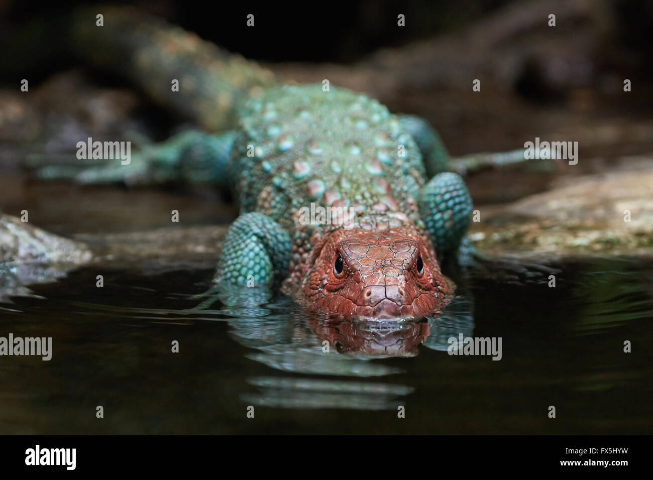 Northern caiman lizard in its natural habitat Stock Photo - Alamy