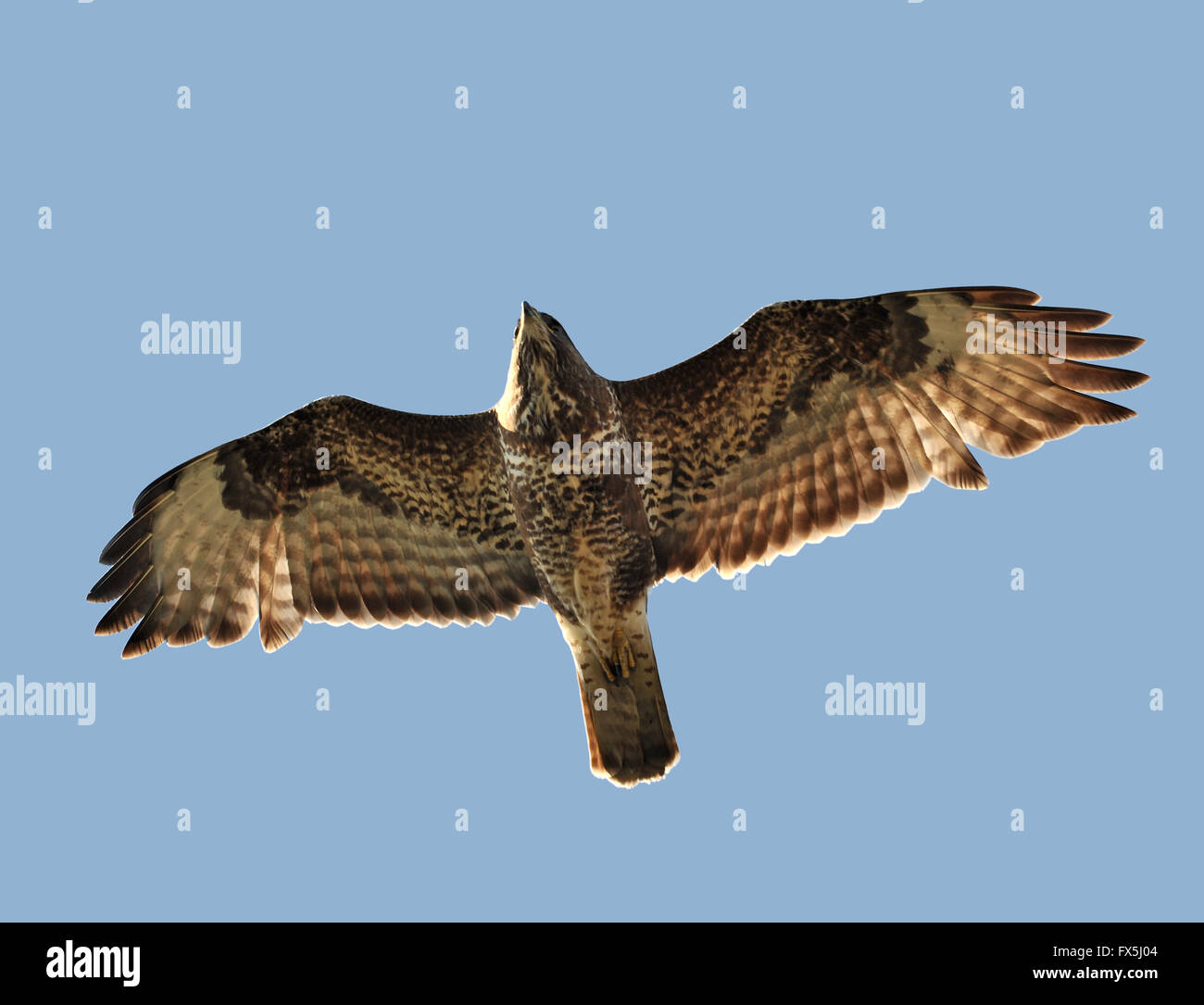 Common buzzard in flight hi-res stock photography and images - Alamy