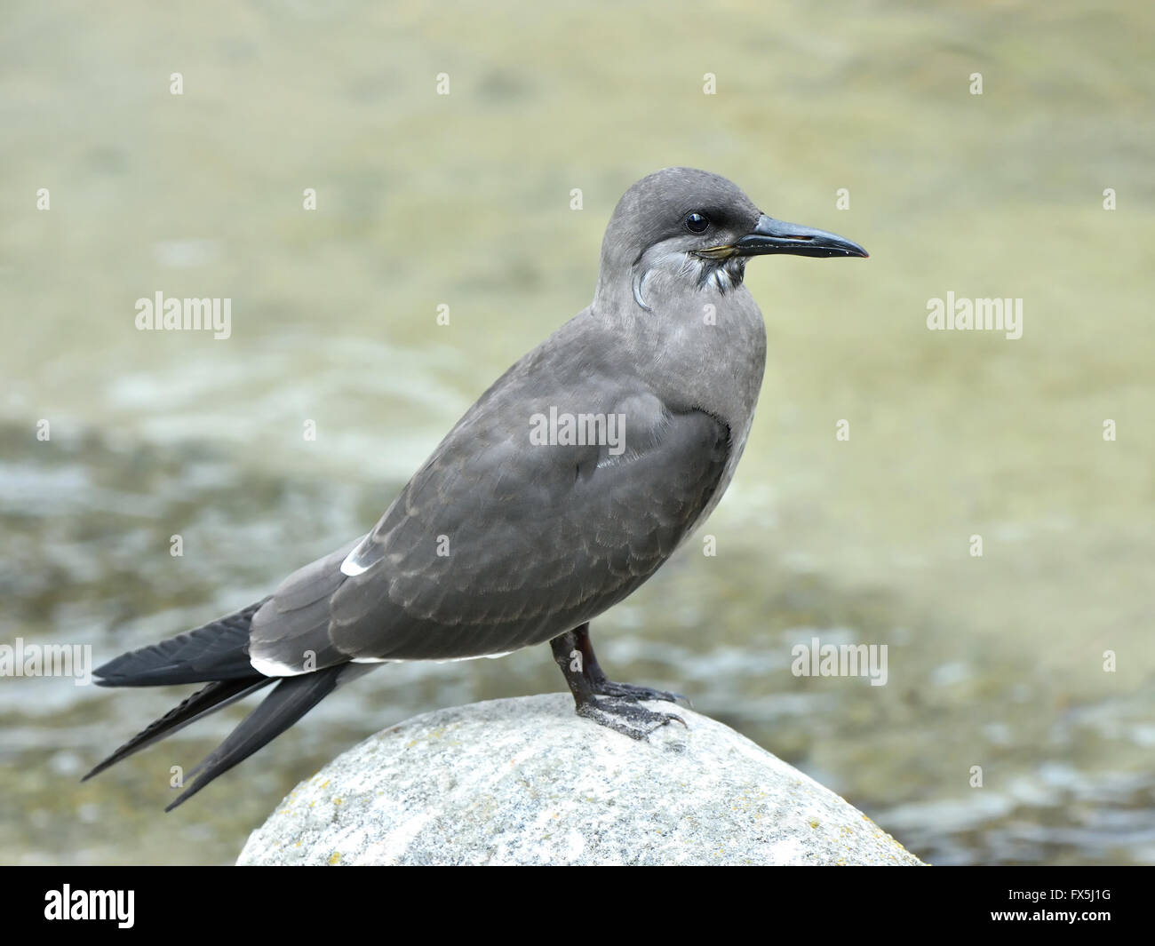 Juvenile inca tern hi-res stock photography and images - Alamy