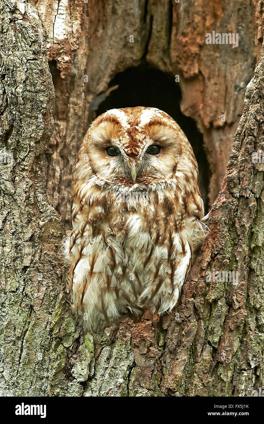Tawny Owl day resting in a hollow tree trunk Stock Photo - Alamy