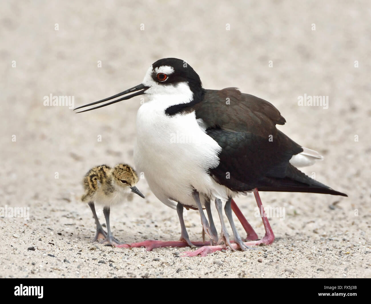 Black-necked stilt lying in the sand with her little babies Stock Photo ...