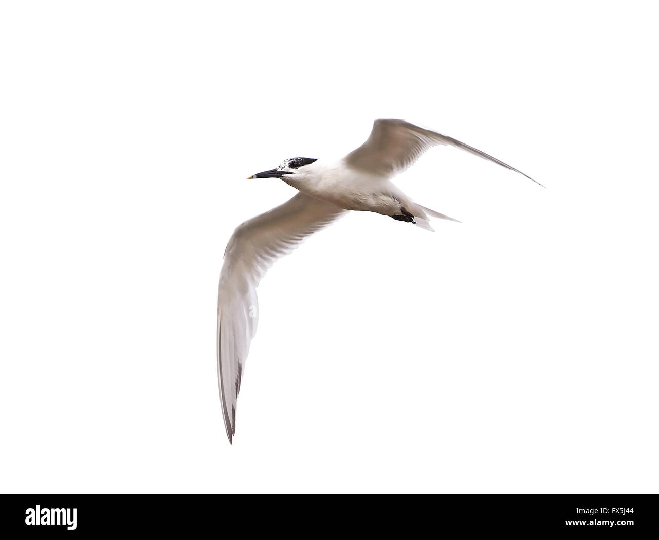 Sandwich Tern in flight isolated on a white background Stock Photo - Alamy