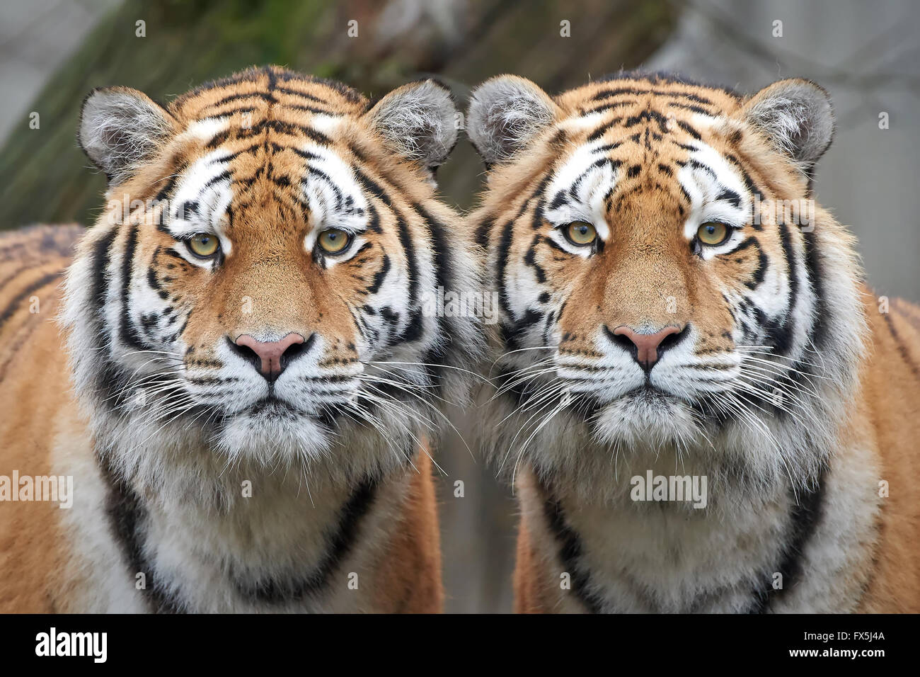 Closeup image of two Amur tigers standing side by side Stock Photo - Alamy