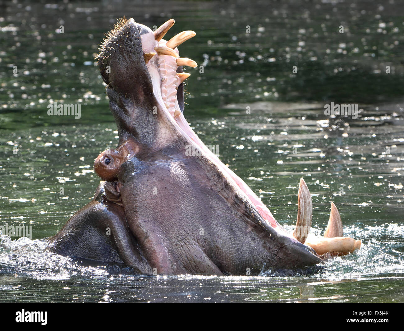 Hippopotamus with open mouth in its natural habitat Stock Photo - Alamy