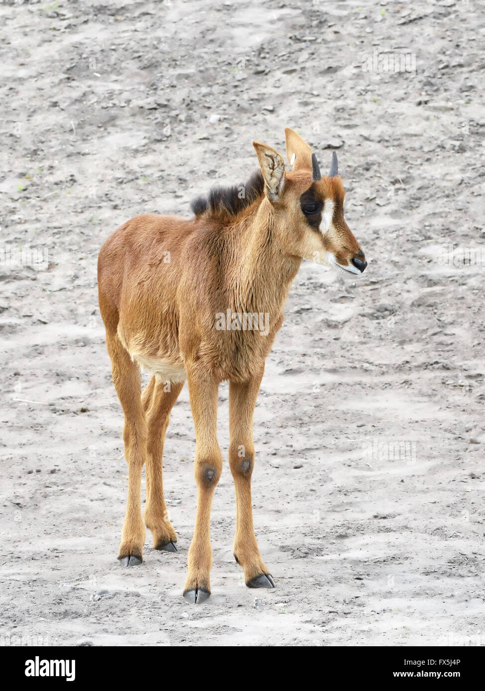 Sable Antelope Baby