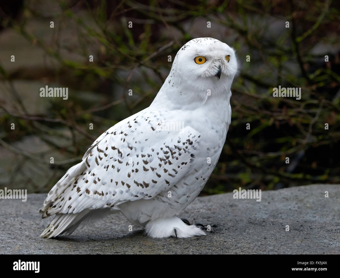 Snowy owl resting on a rock in its natural habitat Stock Photo - Alamy