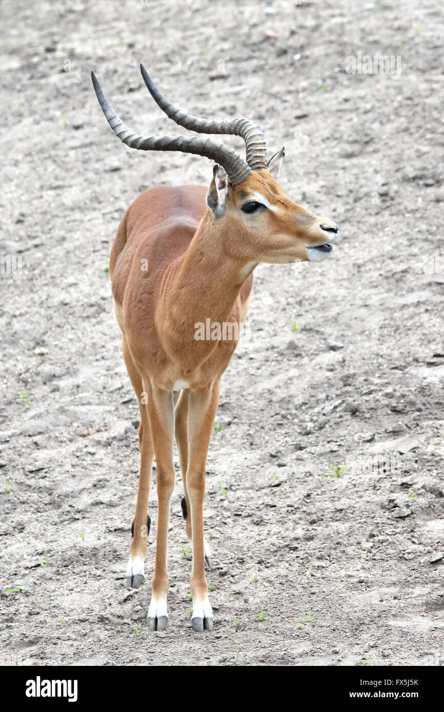 Closeup of an Impala standing on dry dirt resting Stock Photo - Alamy