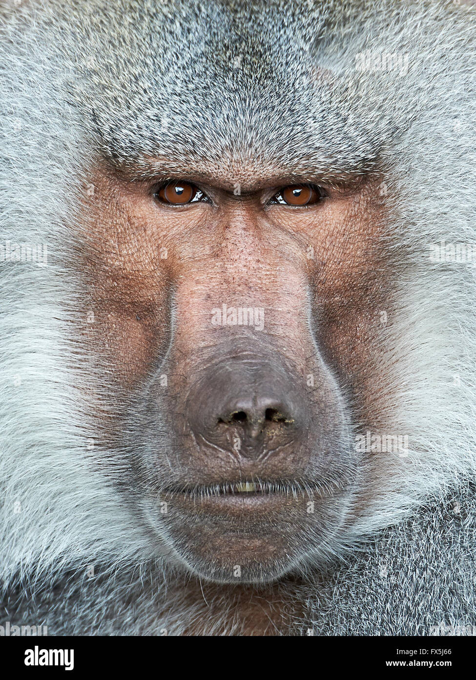 Closeup portrait of the Hamadryas Baboon Stock Photo - Alamy