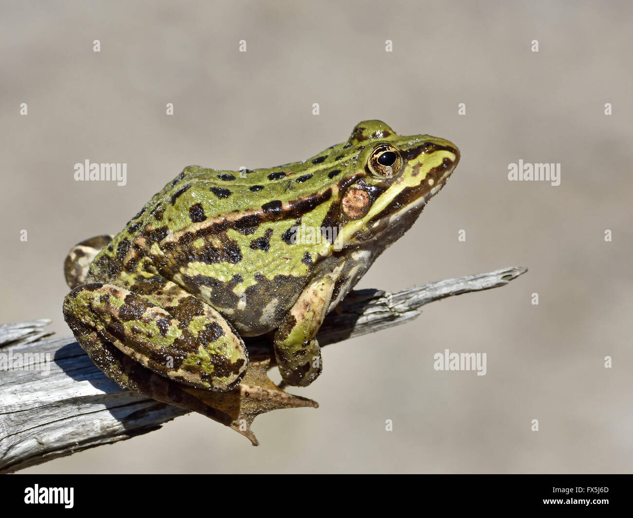 Edible frog resting on a branch in its natural habitat Stock Photo - Alamy