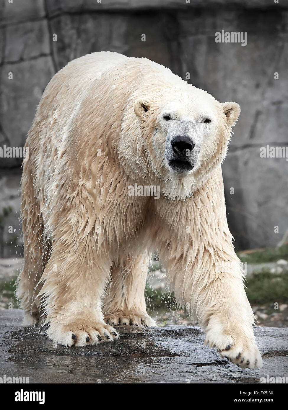 Bear looking at the camera hi-res stock photography and images - Alamy