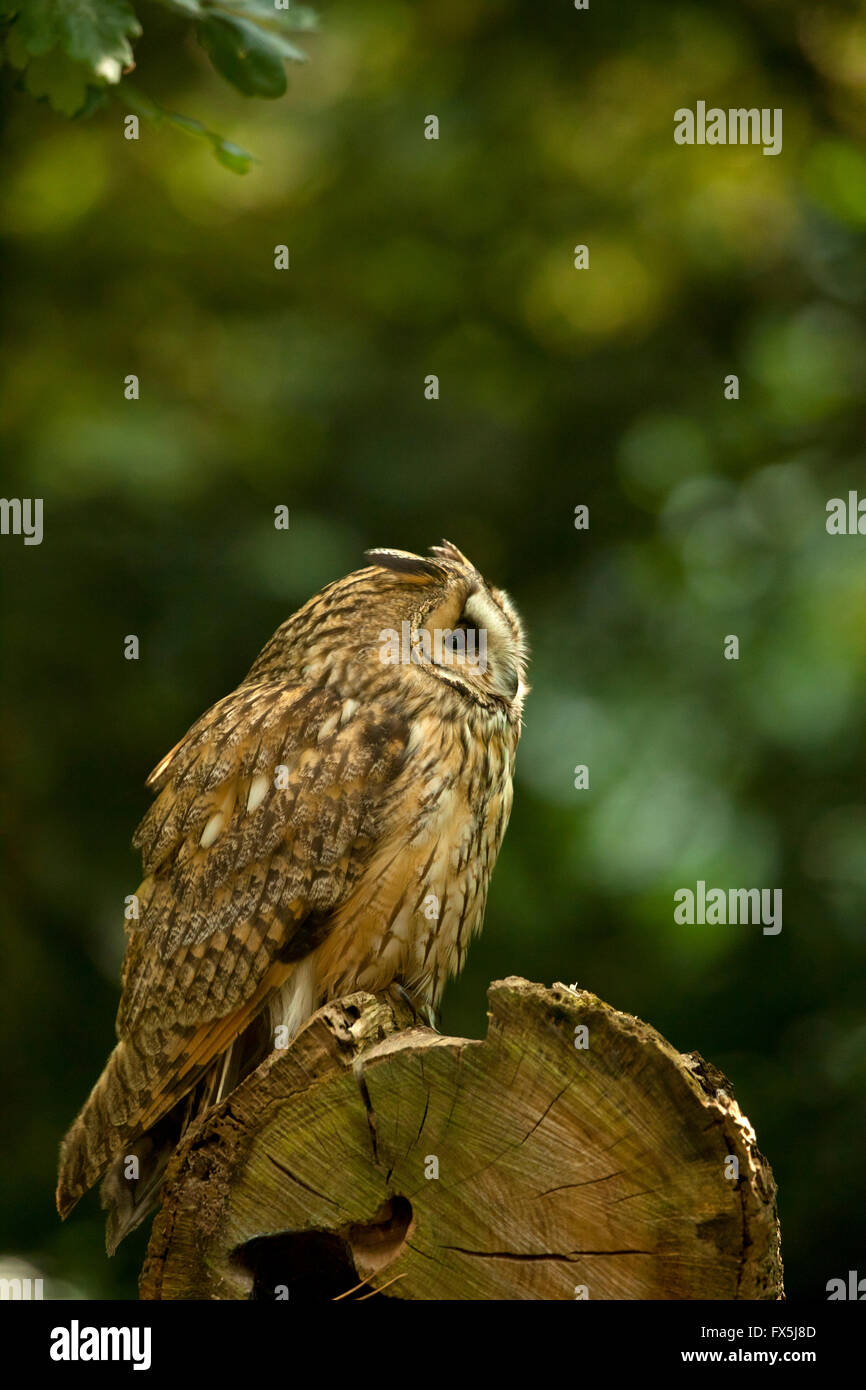 Long Eared Owl perched on a log Stock Photo - Alamy