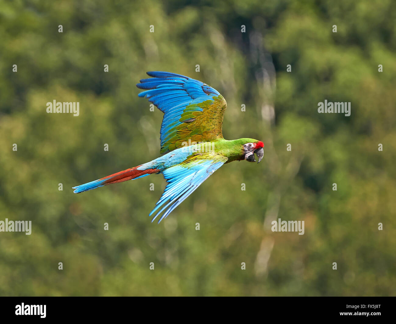 Military Macaw in flight in its habitat Stock Photo - Alamy