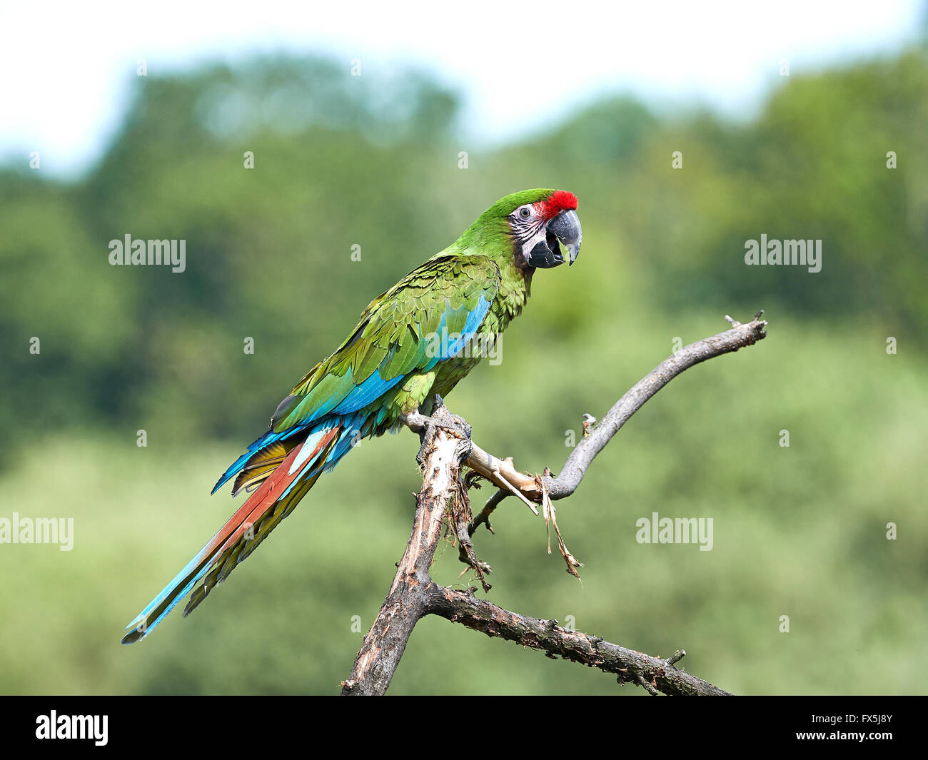 Military Macaw resting on a branch in its habitat Stock Photo - Alamy