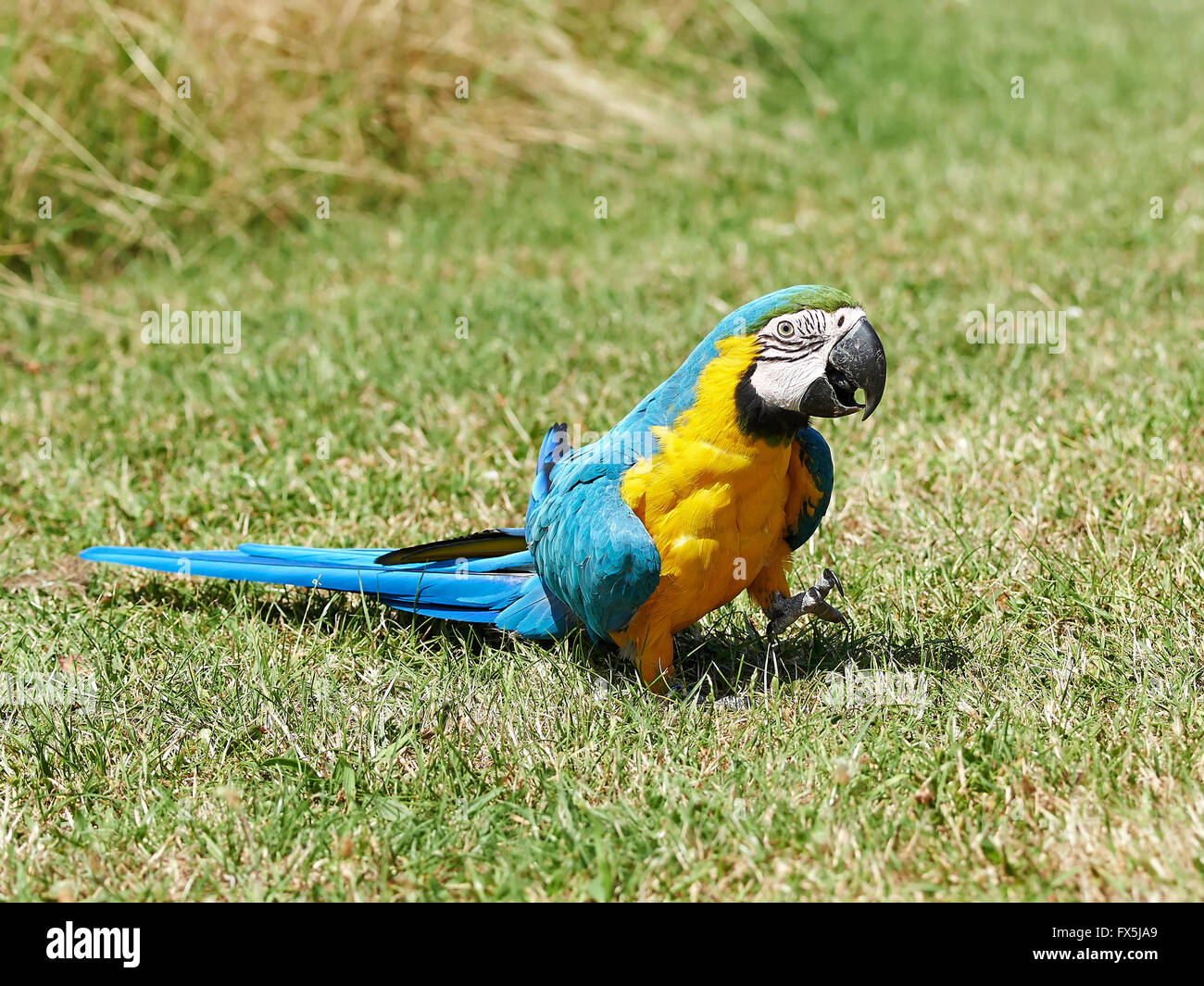 Parrot walking on the ground hi-res stock photography and images - Alamy