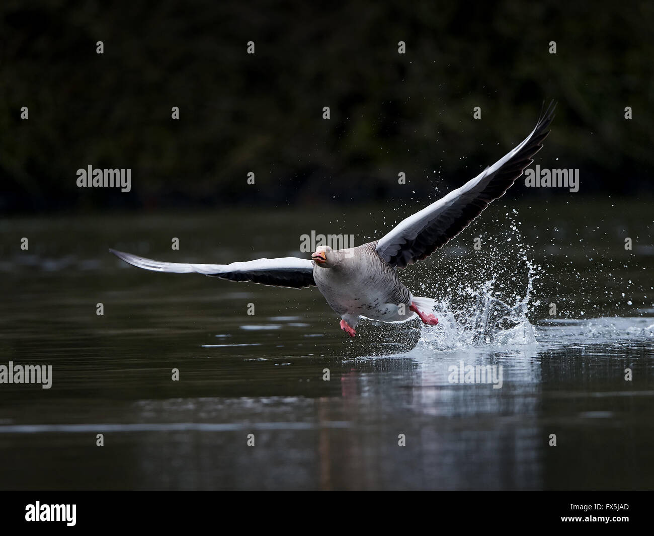 Goose in habitat hi-res stock photography and images - Alamy