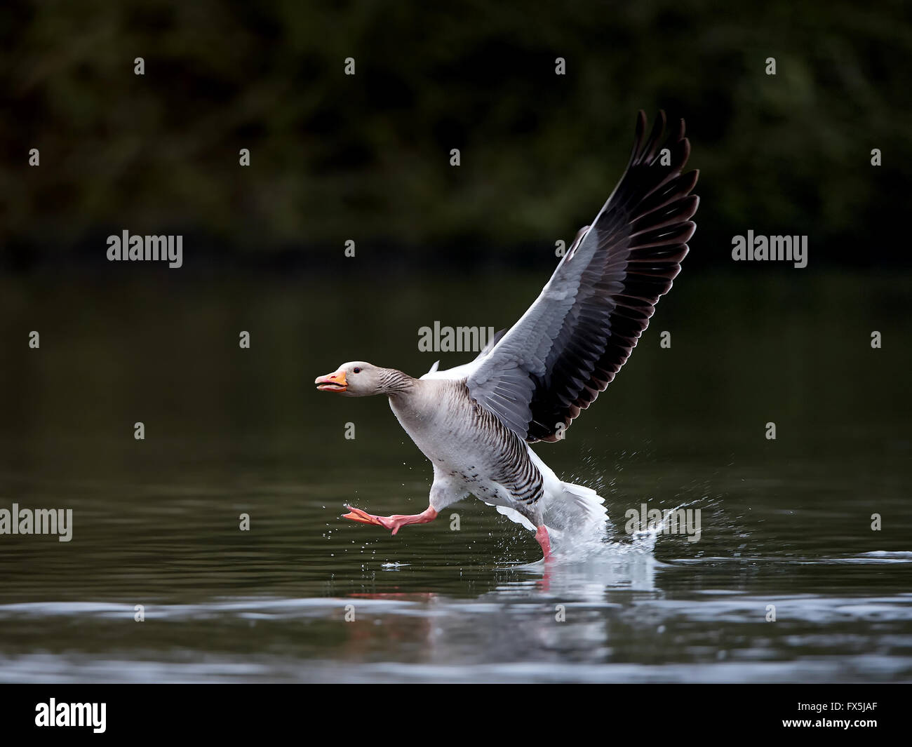Running goose hi-res stock photography and images - Alamy